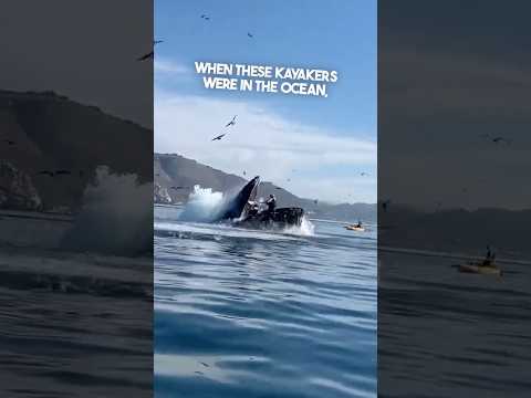 A whale swallowed their boat 😱