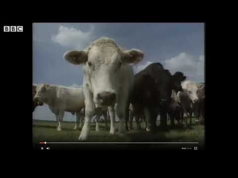 BBC Bitesize Kosher Song