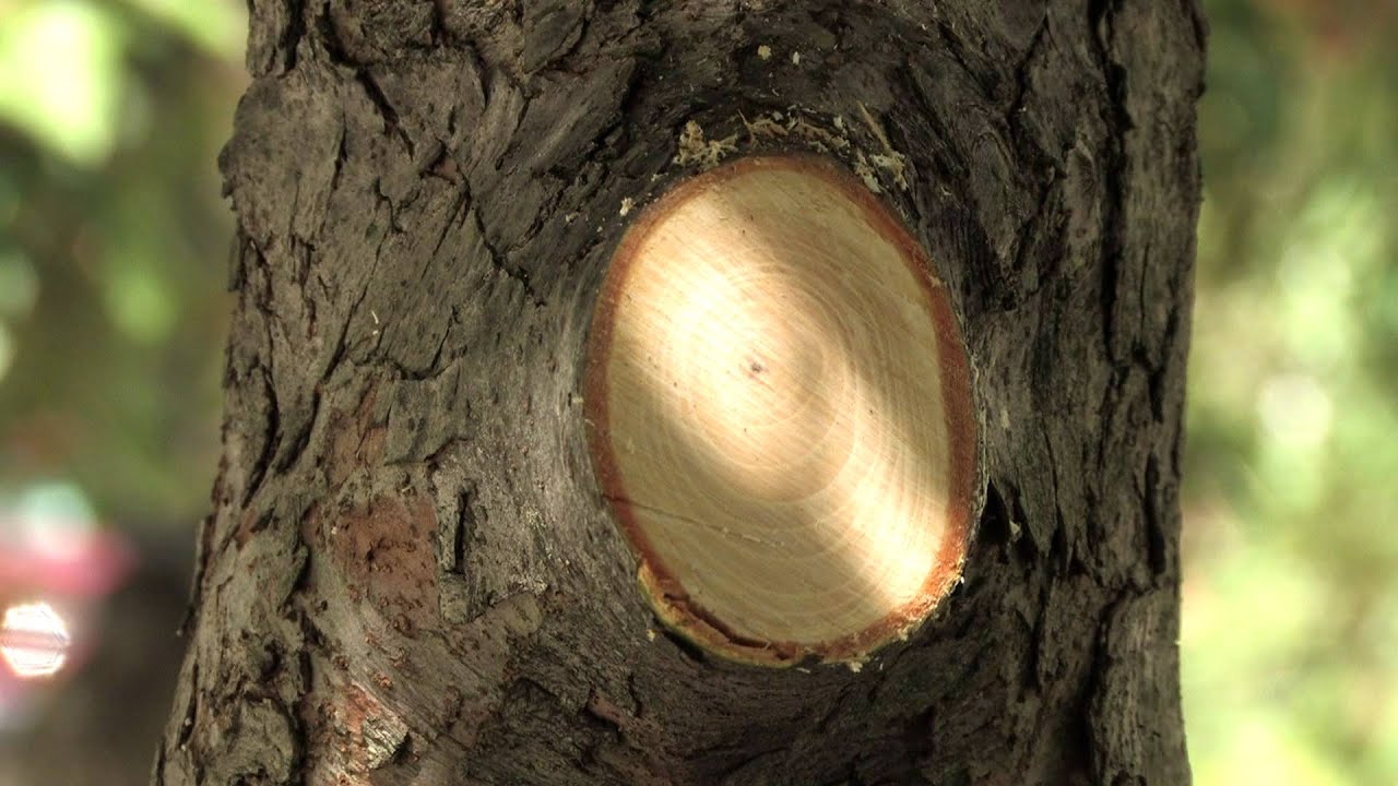 PHS Presents Basic Tree Care: Pruning