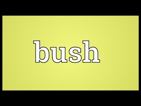 Bush Meaning