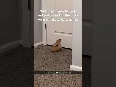 Funny Dachshunds #pet #fyp #dogs #dog #dachshund #funnydog