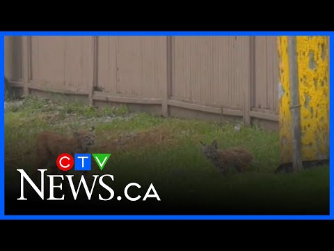 Woman attacked by bobcat in southeast Calgary community