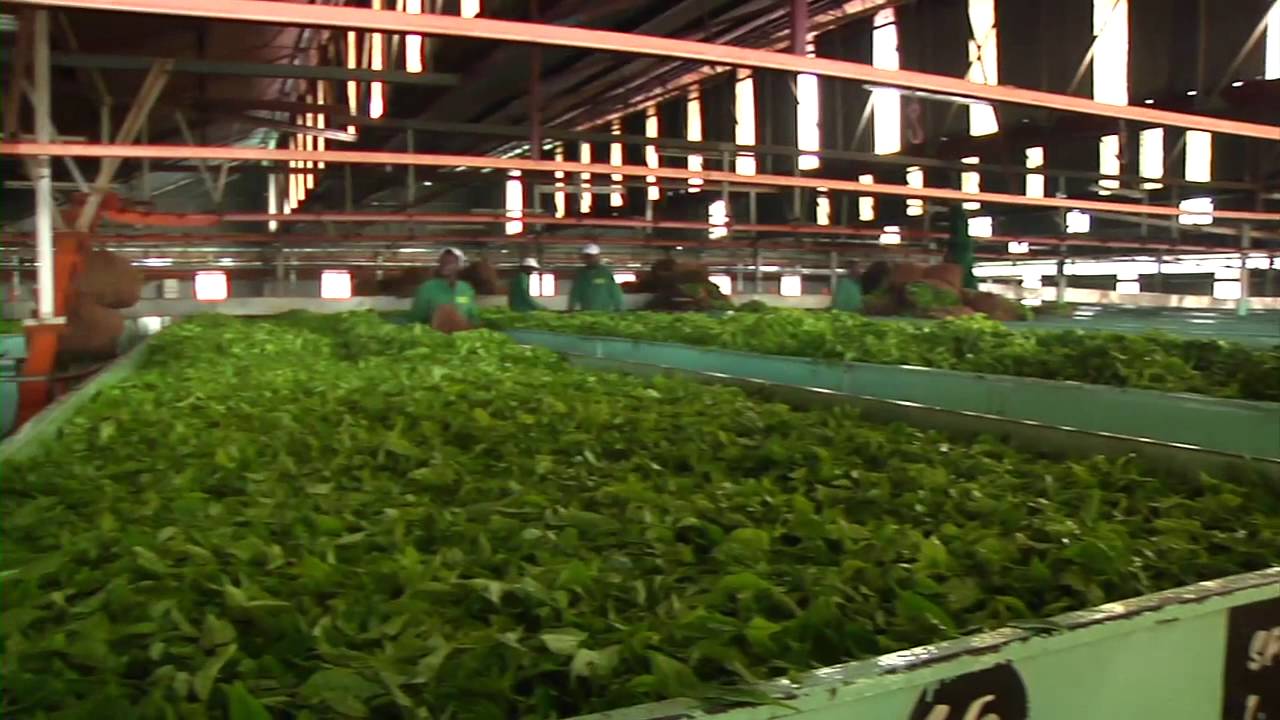 Kenya Sustainable Tea Production