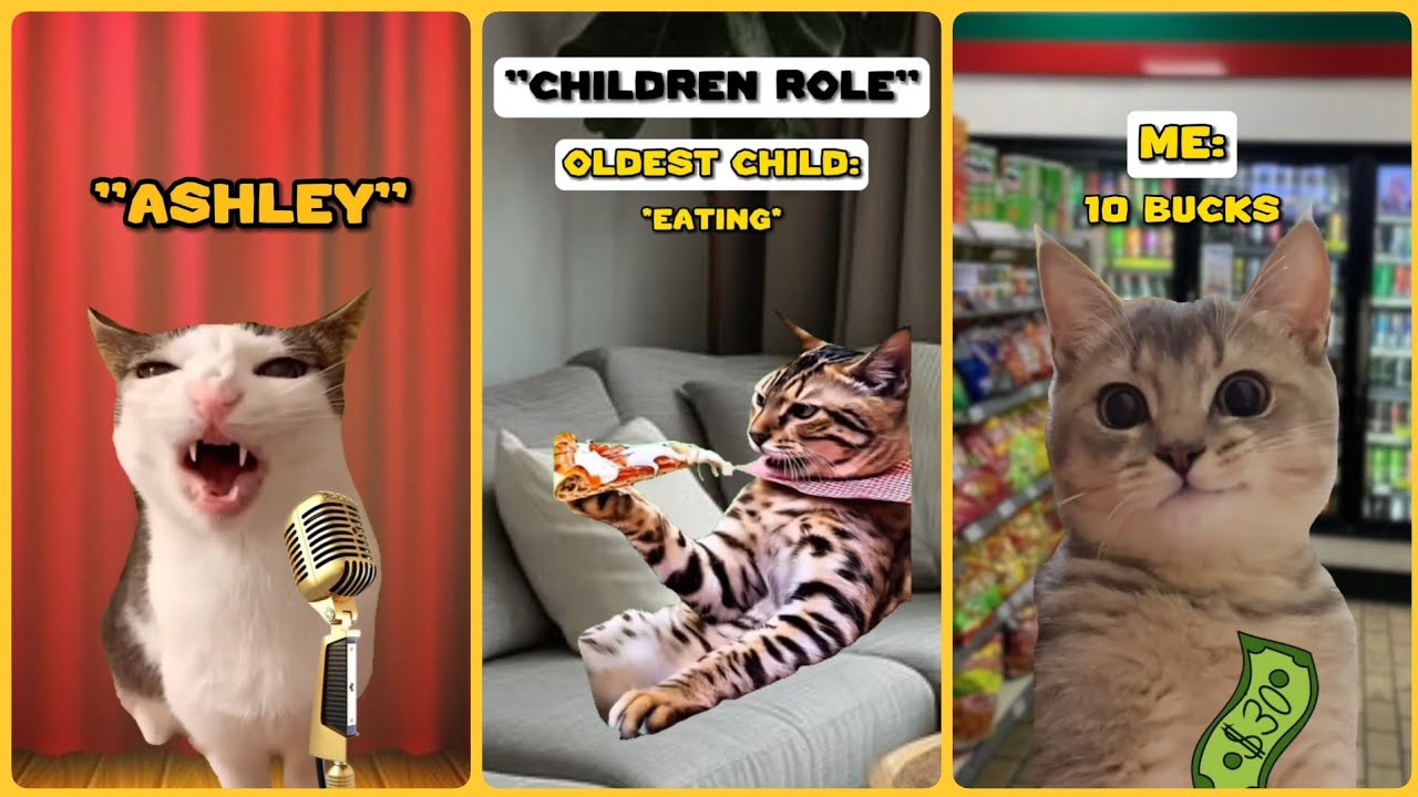 1 HOUR of (CAT MEMES) TO FELL ASLEEP