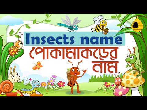 Insects Name | Insects name English and Bengali | পোকামাকড়ের নাম | কীটপতঙ্গের নাম | ArtPencil