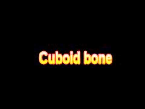 What Is The Definition Of Cuboid bone - Medical Dictionary Free Online