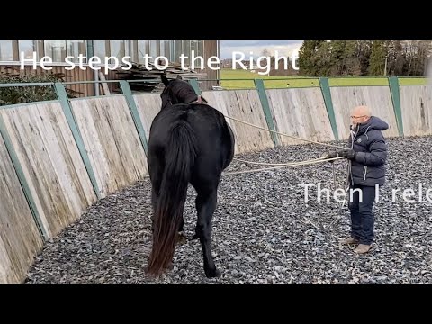 SADDLING PREPARATION USING FLANK ROPE - SIMULATION OF BACK CINCH AND LEG AIDS - TECHNIQUE TUESDAY