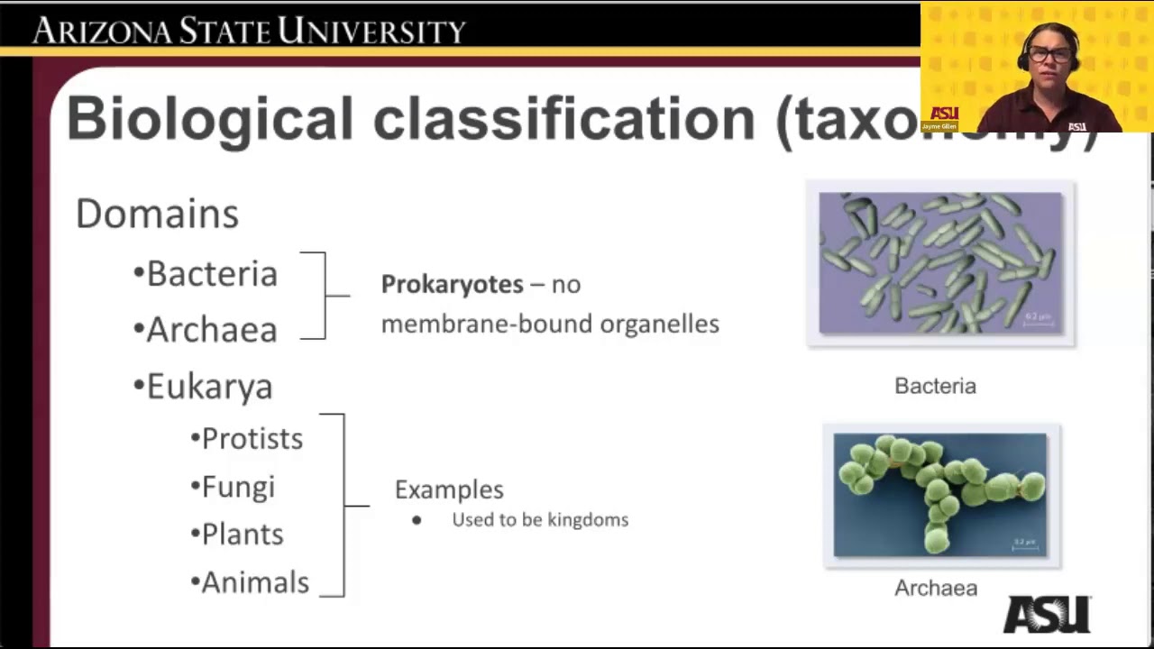 Bio 181 Organization and Classification
