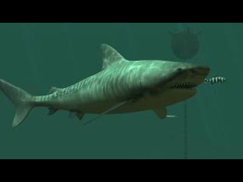 Tiger Sharks (4K)