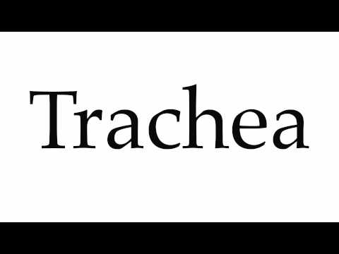 How to Pronounce Trachea