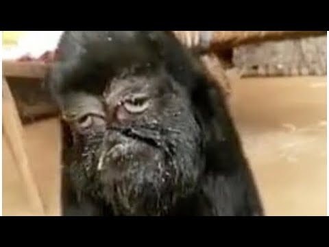 Mutant goat born with 'human-face' is being 'worshipped as an avatar of ...