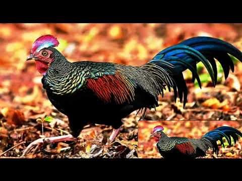LIVING ANCESTORS OF THE Modern CHICKEN 🐔