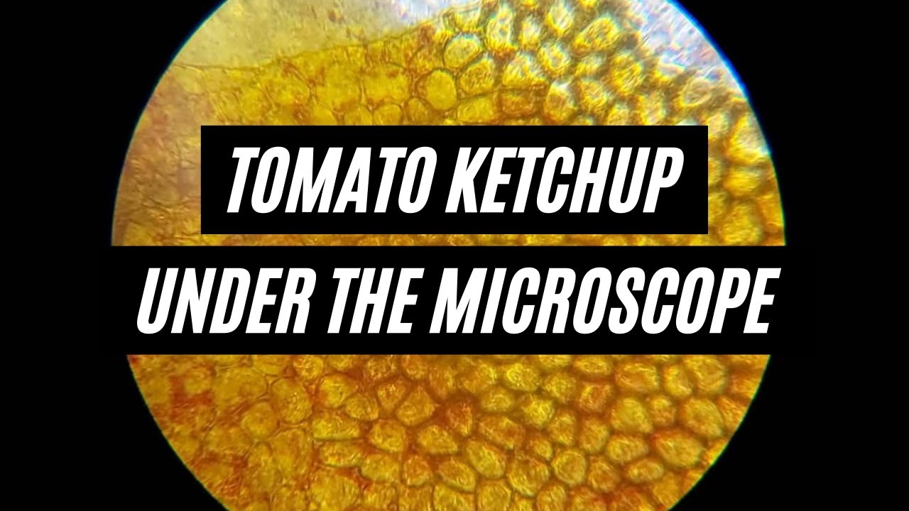 Tomato ketchup under the microscope