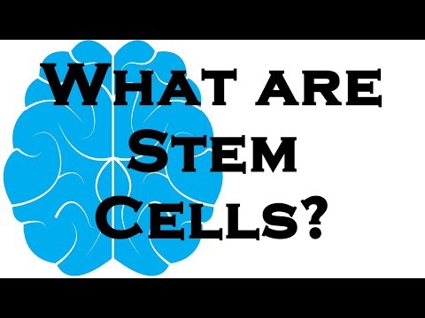 What are Stem Cells?