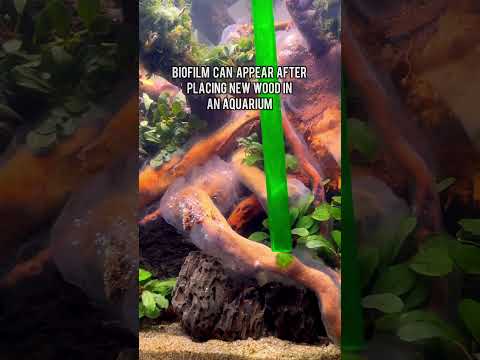 Removing Biofilm from an Aquarium #shorts