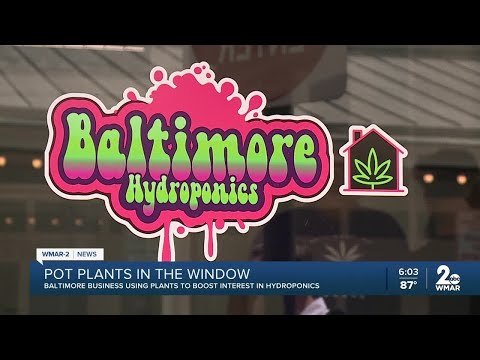 Baltimore business selling half-grown marijuana plants