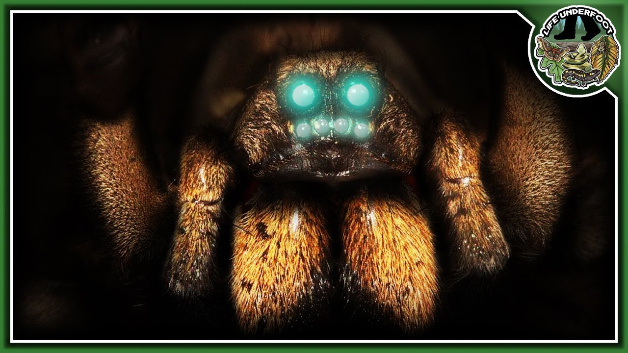 Hunting for Wolf Spiders!