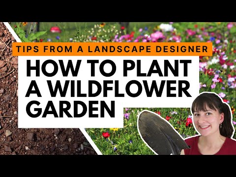 How to start a wildflower garden π Advice from a landscape designer