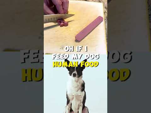 Can I Feed my Dog Human Food?