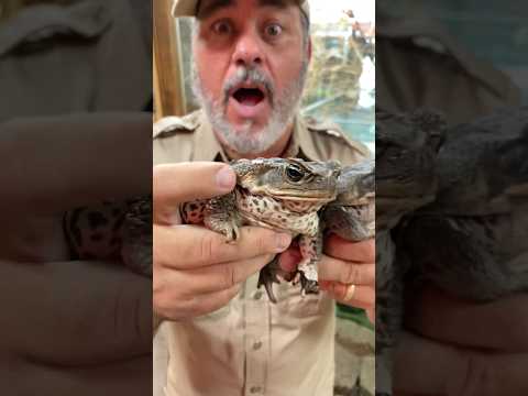 POISONOUS Cane Toads😳 These guys have a deadly poison in their cheeks😬 #educational #cool #shorts