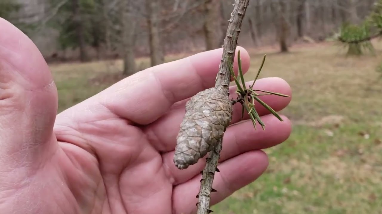 ID That Tree: Jack Pine