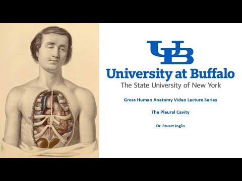 The Pleural Cavity