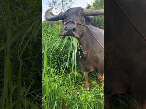 Sapi lucu kena prank #funny
