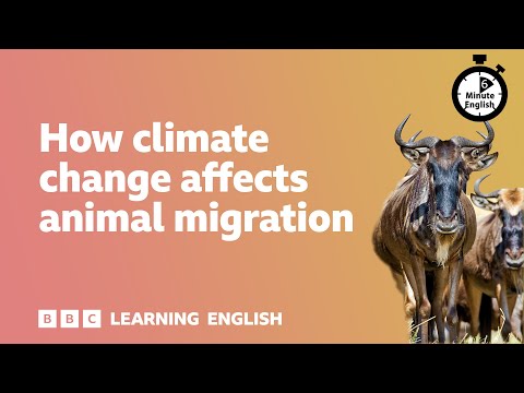 How climate change affects animal migration ⏲️ 6 Minute English