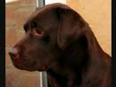 Top 10 AKC registered dog breeds