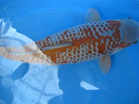 Ornafish Japan Co.,Ltd Igarashi Koifarm RS 09, sansai Kanoko Ochiba