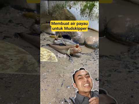 Membuat air payau untuk akuarium mudskipper #glodok #ikanhias #ikanunik