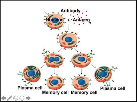 Physiology Ch 15 Immunity Part 2