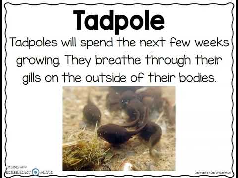 toad lifecycle