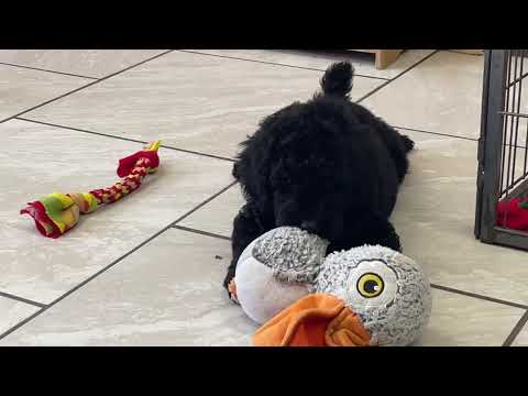 Black Medium size poodle--moyen--miniature