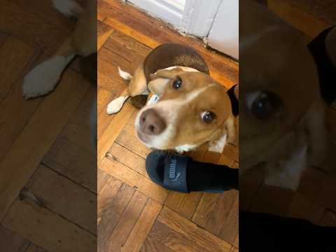 I love you ❤️😘 122/500 SUBS. Like,comment,subscribe. #shorts #subscribe #fyp #dog #cute