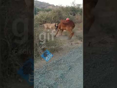 Unbelievable: Before the two Asiatic lions hunted the Cow, That injured cow attacked both lions