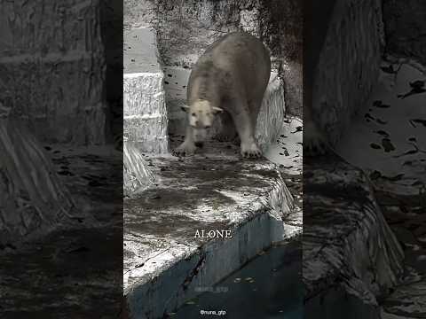 Zoochosis in Captivity