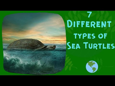 7 Different Types Of Sea Turtles In The World
