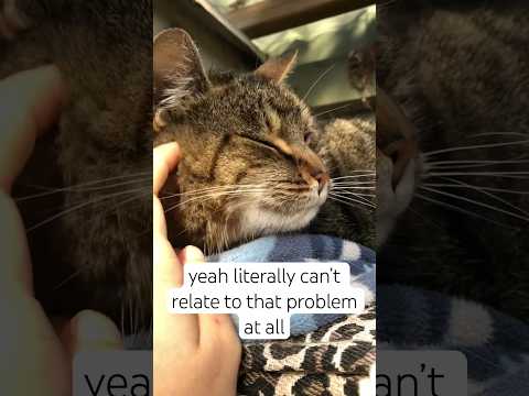 when a labradoodle seeks advice from a cat | #labradoodle