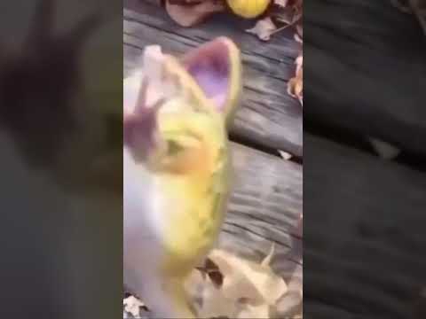 Frog #frog #memes #funny #subscribe #shorts