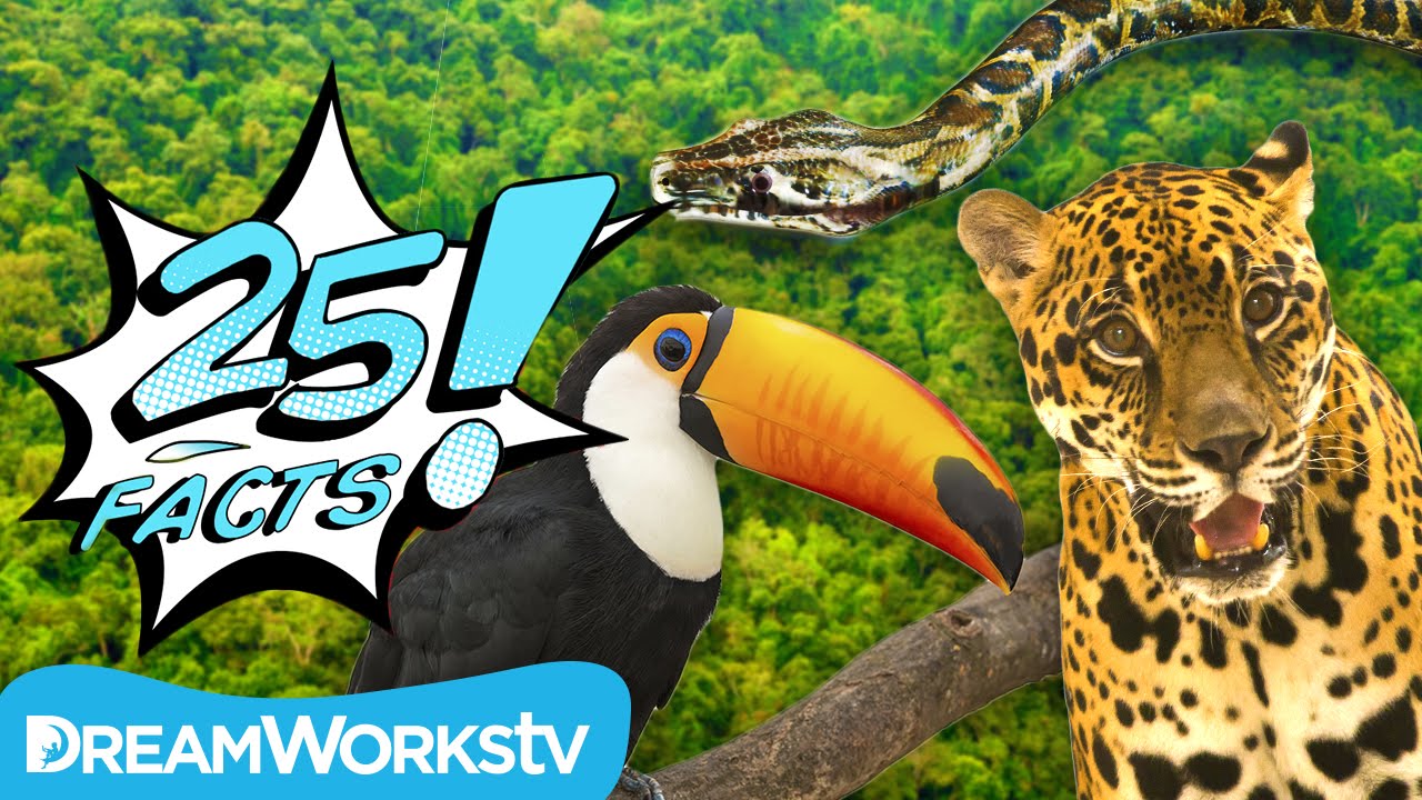 25 Facts About the AMAZON RAINFOREST | 25 FACTS