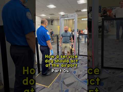 How a service dog goes through airport security