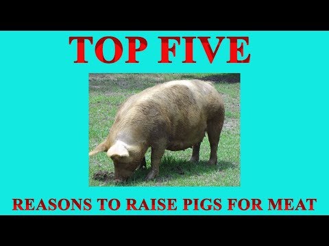 Top Five Reasons To Raise Pigs For Meat
