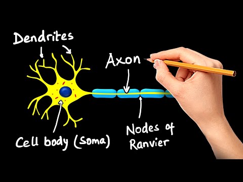 Structure and Function of Neuron (in Hindi)