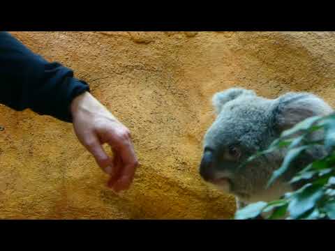 Koala Fütterung am Boden Er will nix essen Tiergarten Zoo Schönbrunn Eukalyptus Blätter Futter Wien