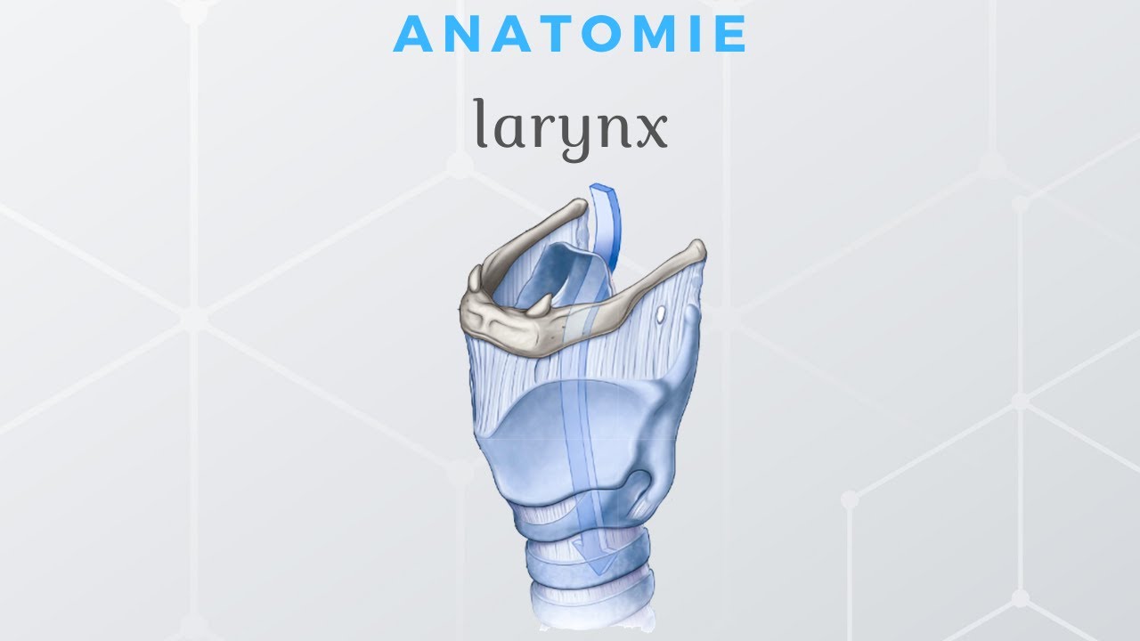 Anatomie du Larynx