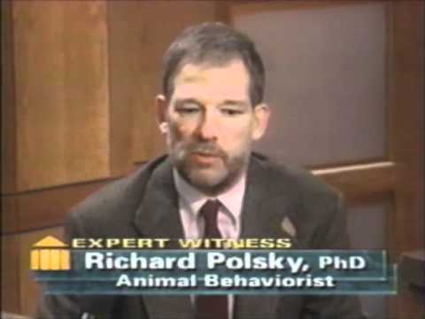 Dog Bite Expert Video: Dr. Richard Polsky Giving Court Testimony – Wel ...