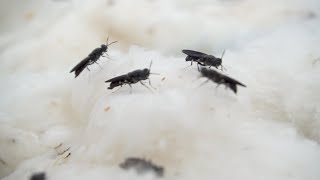 Marula Proteen Ltd – VC4A