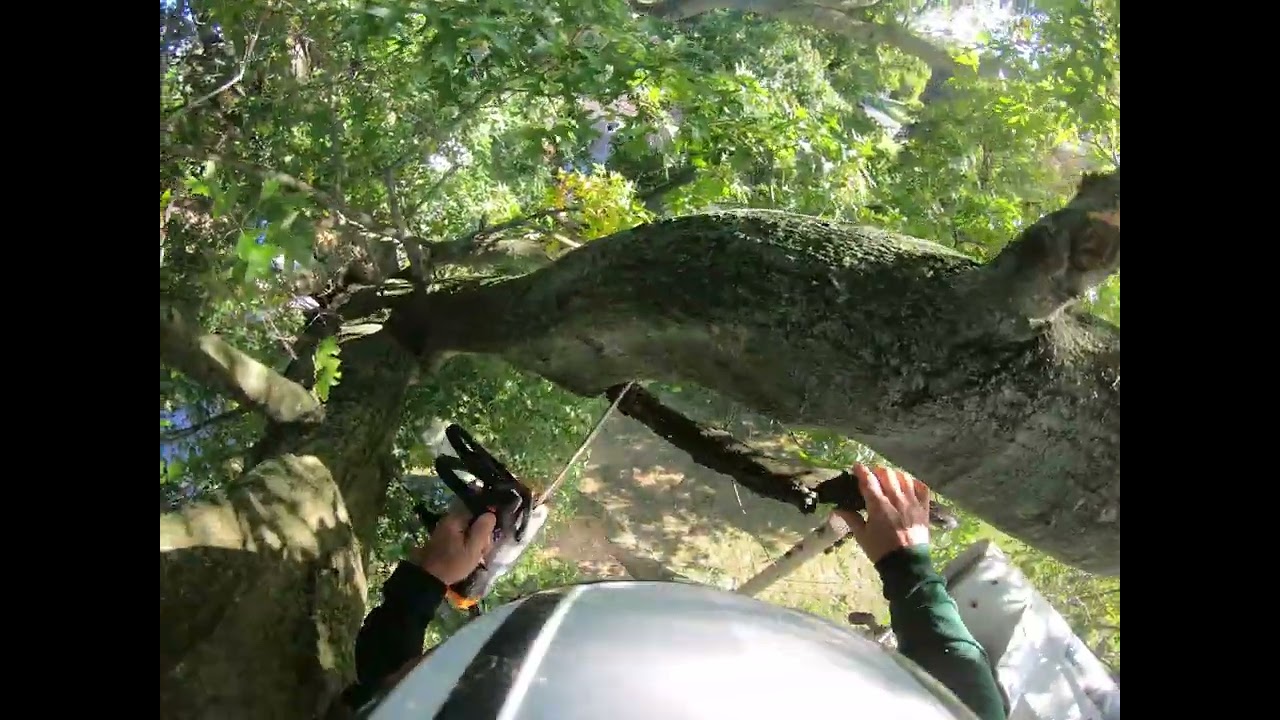 Pruning, pruning, pruning!