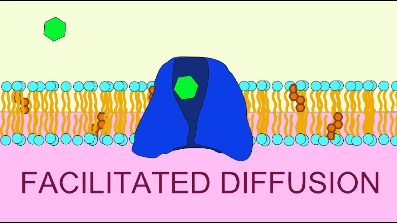 HEXOSES: GLUCOSE, FRUCTOSE, GALACTOSE